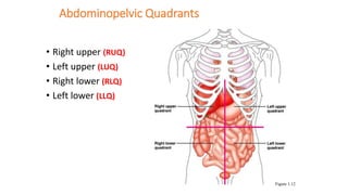 Body cavities | PPTX