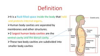 Body cavities | PPTX