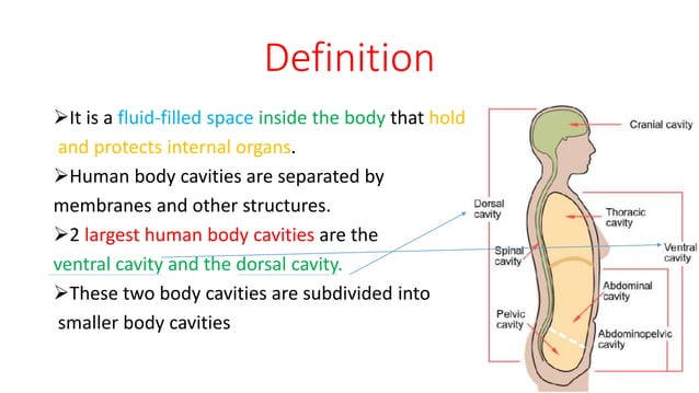 Body cavities | PPTX
