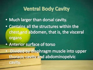 body cavities.pptx