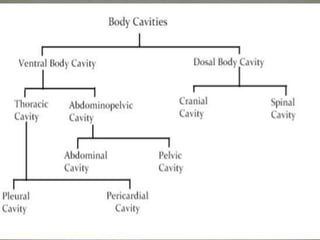 body cavities.pptx
