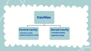 Body Cavities in english 1er semestre de medicina | PDF