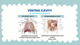 Body Cavities in english 1er semestre de medicina | PDF