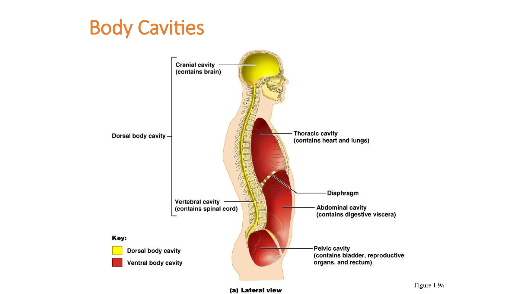 Body Cavities, abdominal regions and quadrants-1.pptx