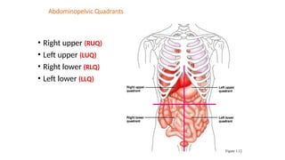 Body Cavities, abdominal regions and quadrants-1.pptx