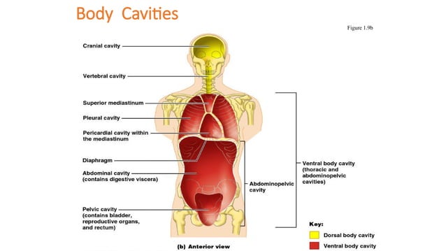 Body Cavities, abdominal regions and quadrants-1.pptx