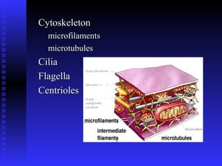 Body cavities and cells | PPT