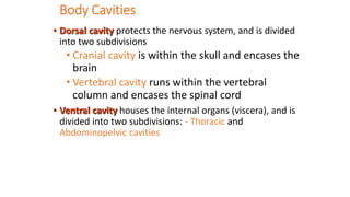 Body Cavities Powerpoint.pptx