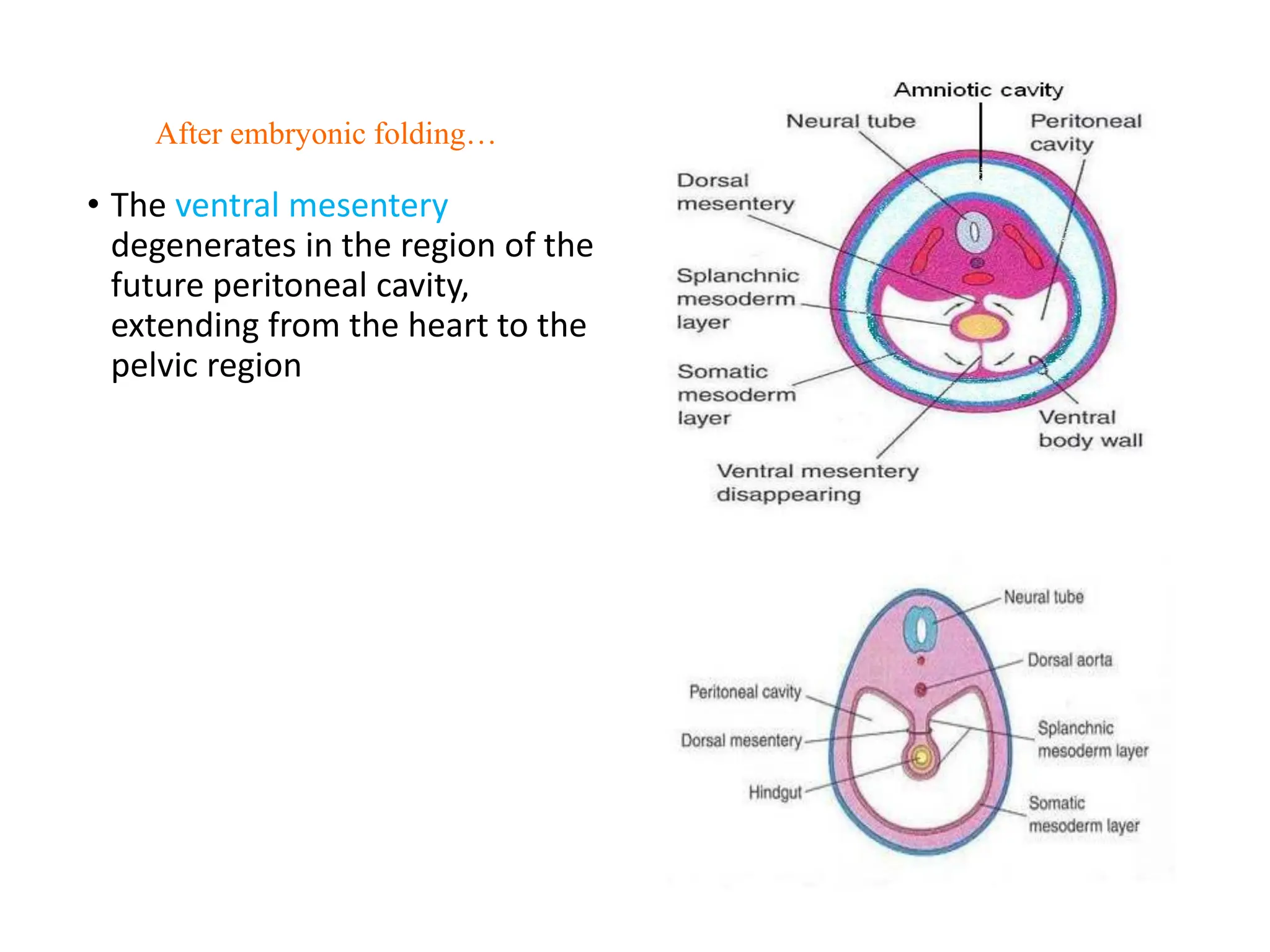 embryology body cavity & diaphragm (AT).pdf