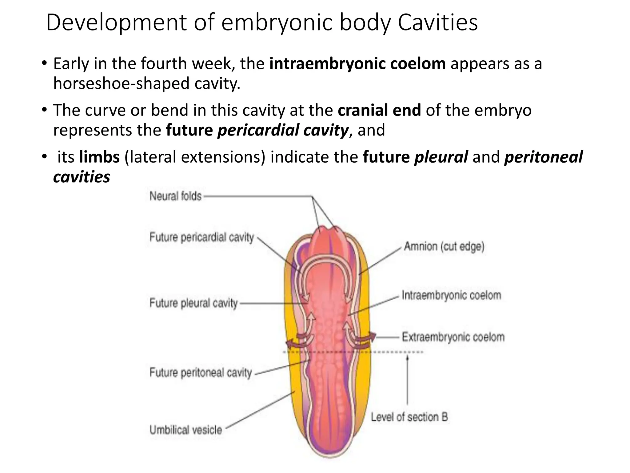 embryology body cavity & diaphragm (AT).pdf