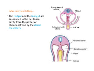 embryology body cavity & diaphragm (AT).pdf