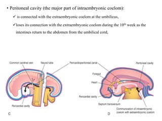 embryology body cavity & diaphragm (AT).pdf