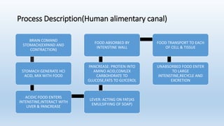 Body chemical operated process plant | PPT