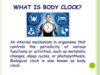 Body clock | PPTX