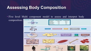 Body composition | PPTX