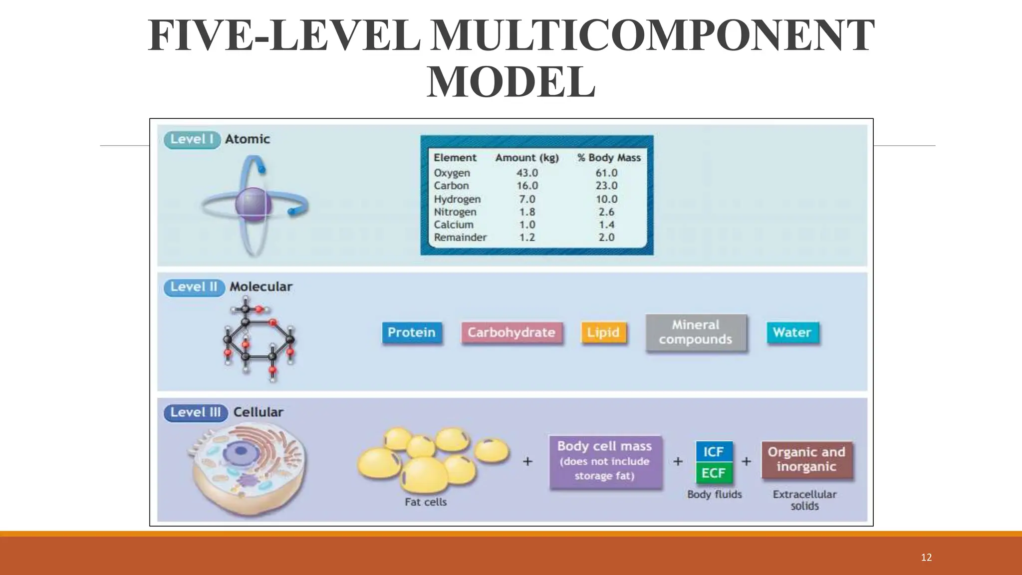 BODY COMPOSITION.pptx