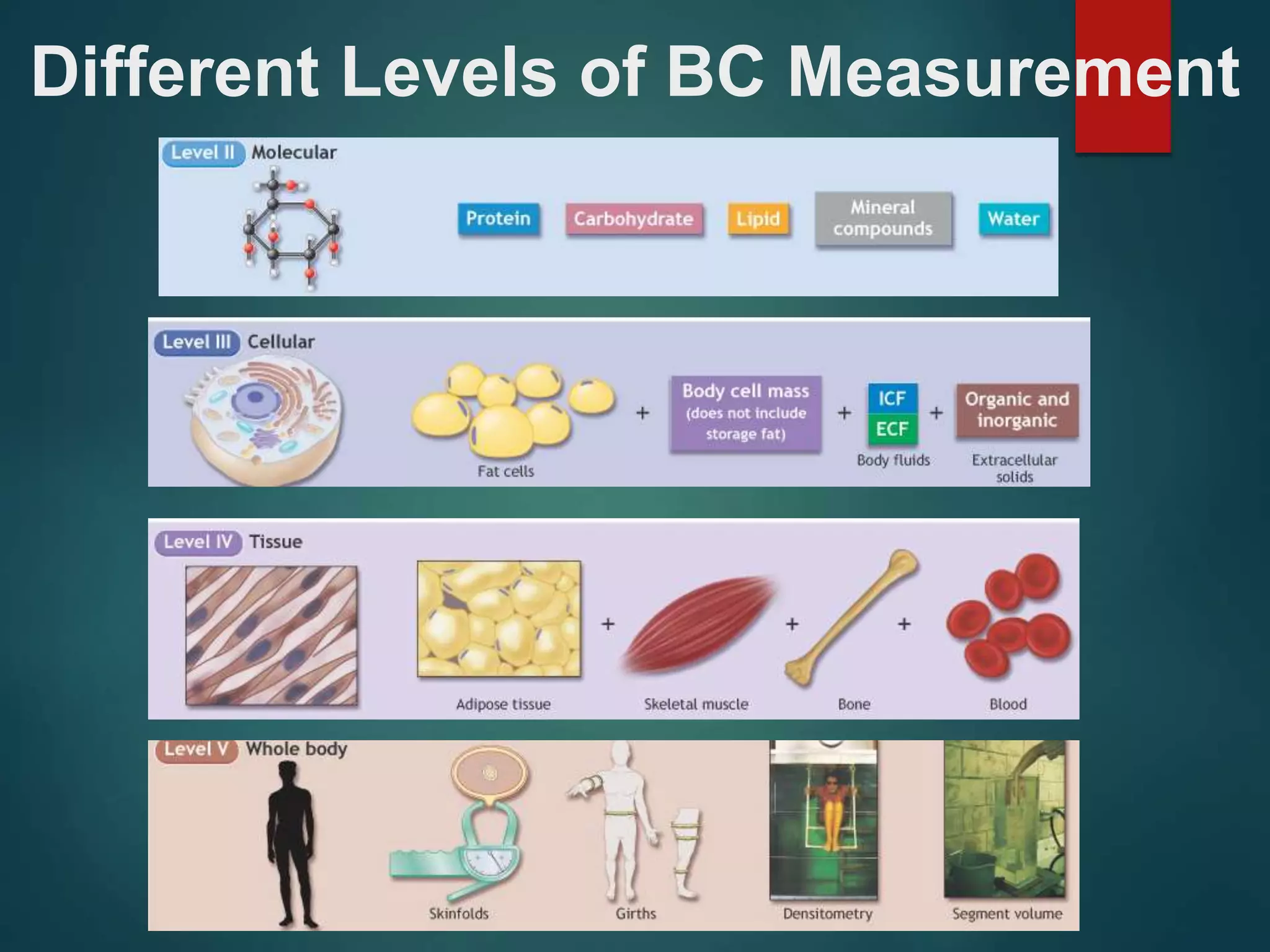 Body composition analysis | PPTX