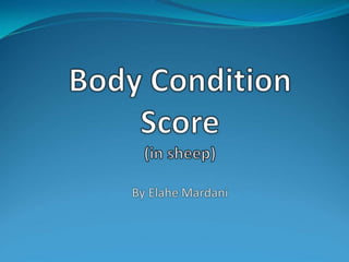 Body condition score | PDF