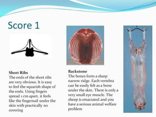 Body condition score | PDF