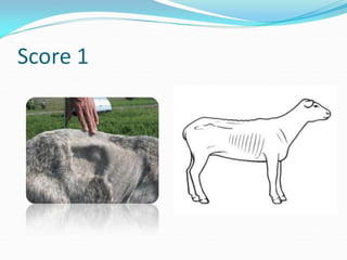 Body condition score | PDF