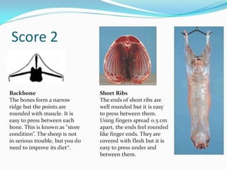 Body condition score | PDF