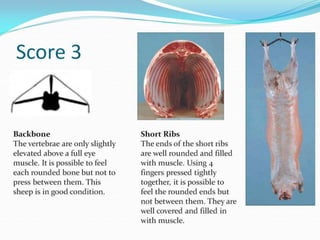 Body condition score | PDF