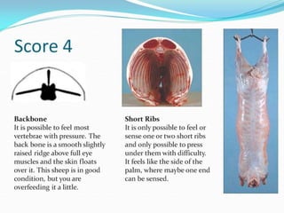 Body condition score | PPT