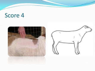 Body condition score | PPT