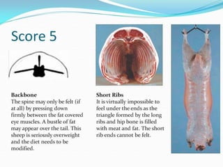 Body condition score | PPT