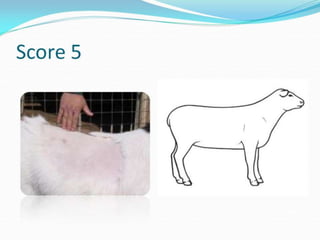 Body condition score | PPT