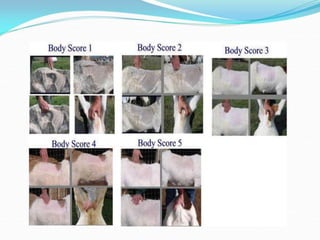 Body condition score | PPT