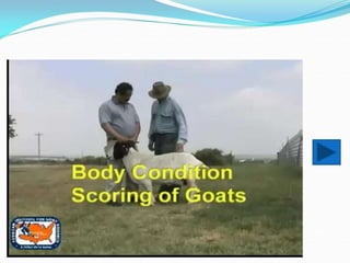 Body condition score | PPT