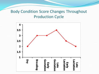 Body condition score | PPT