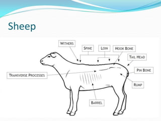 Body condition score | PDF