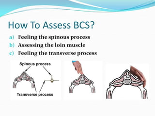 Body condition score | PDF
