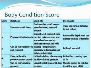 Body condition score | PDF