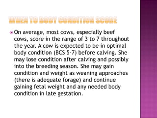 Body condition score 3 | PPTX