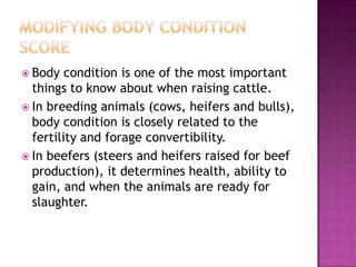 Body condition score 3 | PPTX | Bodybuilding | Sports