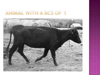 Body condition score 3 | PPTX | Bodybuilding | Sports