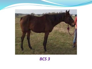 BODY CONDITION SCORE (BCS) OF HORSE | PDF