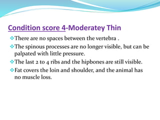 BODY CONDITION SCORE (BCS) OF HORSE | PDF