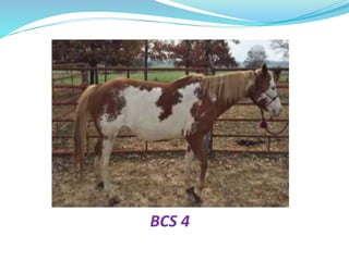 BODY CONDITION SCORE (BCS) OF HORSE | PDF