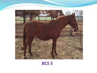 BODY CONDITION SCORE (BCS) OF HORSE | PDF