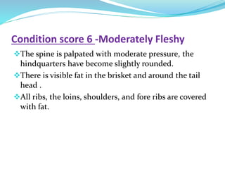 BODY CONDITION SCORE (BCS) OF HORSE | PDF
