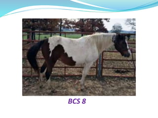 BODY CONDITION SCORE (BCS) OF HORSE | PDF