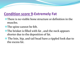 BODY CONDITION SCORE (BCS) OF HORSE | PDF