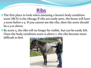 BODY CONDITION SCORE (BCS) OF HORSE | PDF