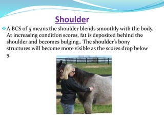 BODY CONDITION SCORE (BCS) OF HORSE | PDF