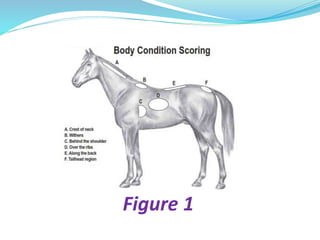 BODY CONDITION SCORE (BCS) OF HORSE | PDF