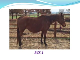 BODY CONDITION SCORE (BCS) OF HORSE | PDF
